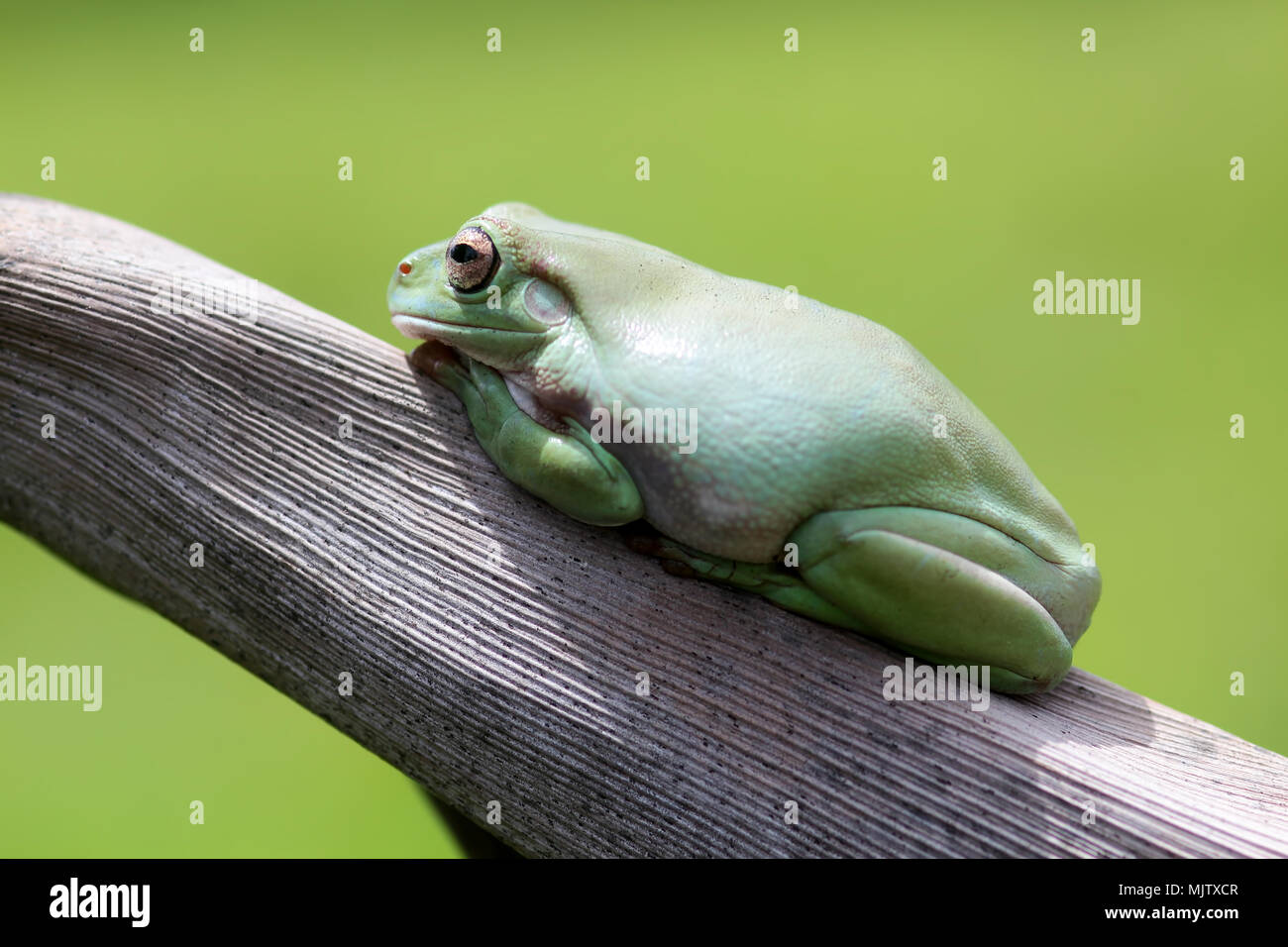 tree frog on the leaves Stock Photo - Alamy