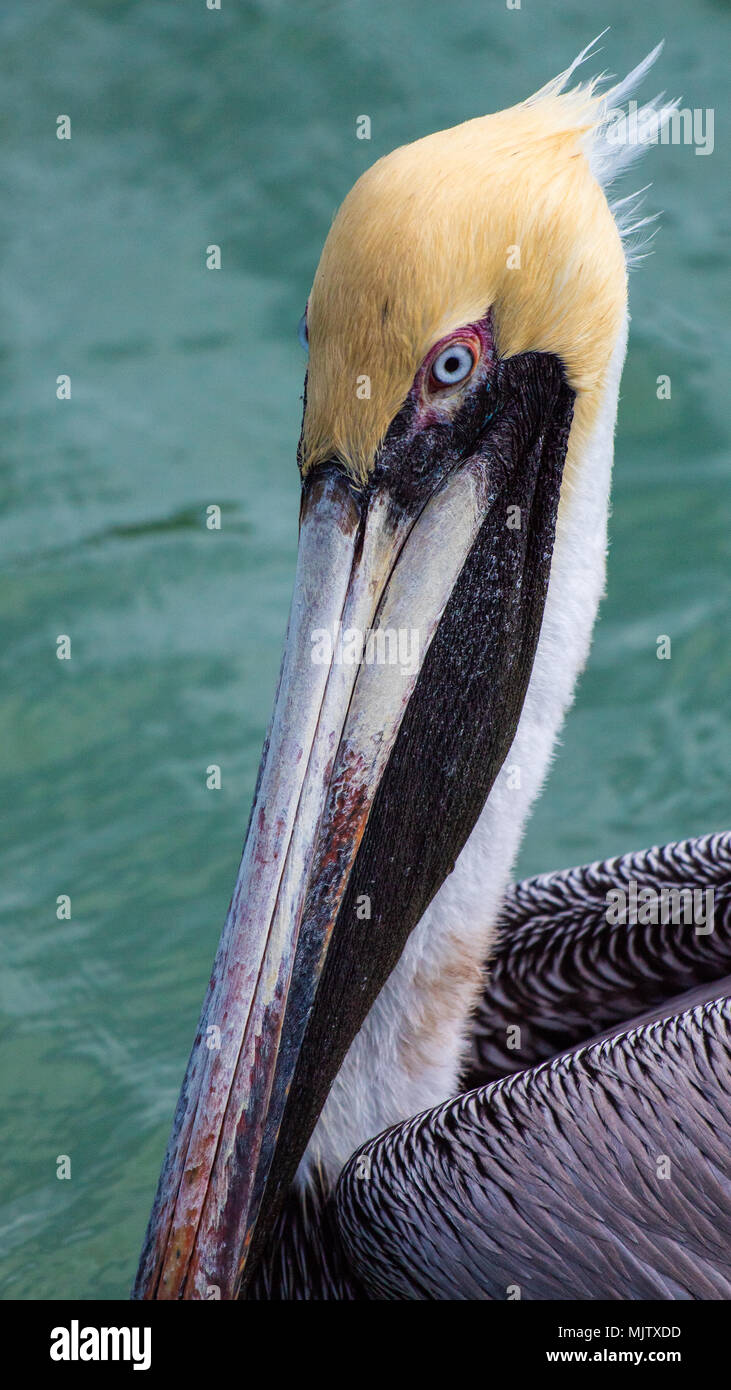 Head shot of an adult Brown Pelican with baby blue eyes Pelecanus ...