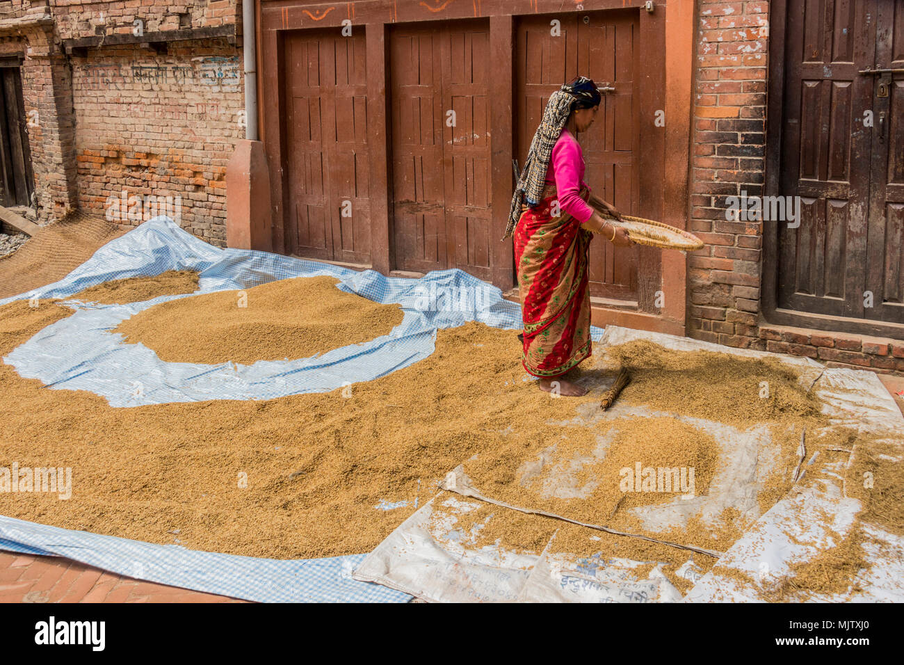 Woman sifting rice hi-res stock photography and images - Alamy