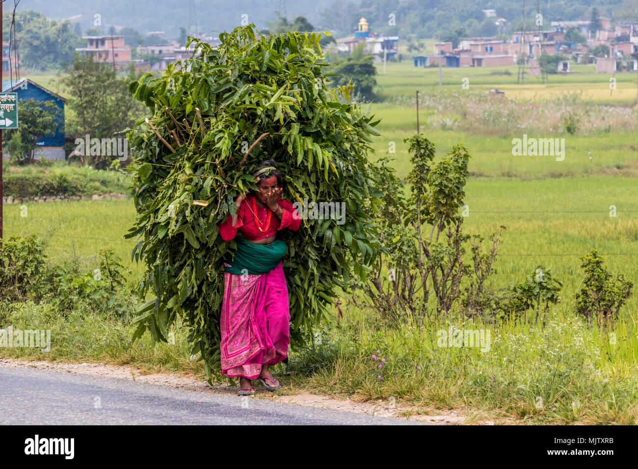 Fodder in nepal hi-res stock photography and images - Alamy