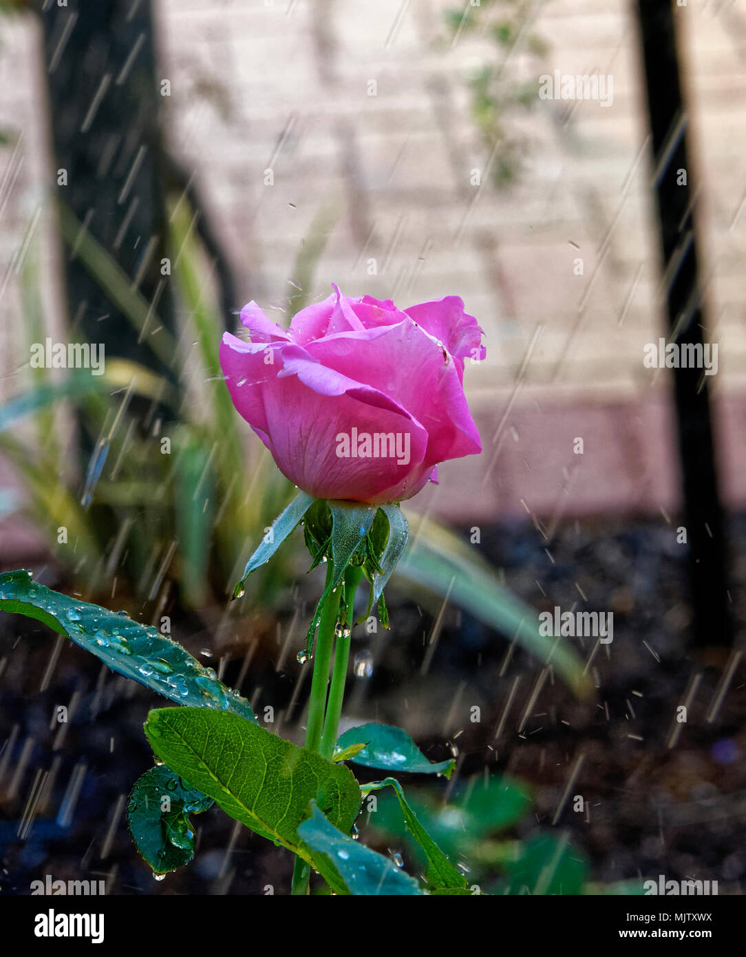water and roses Stock Photo - Alamy