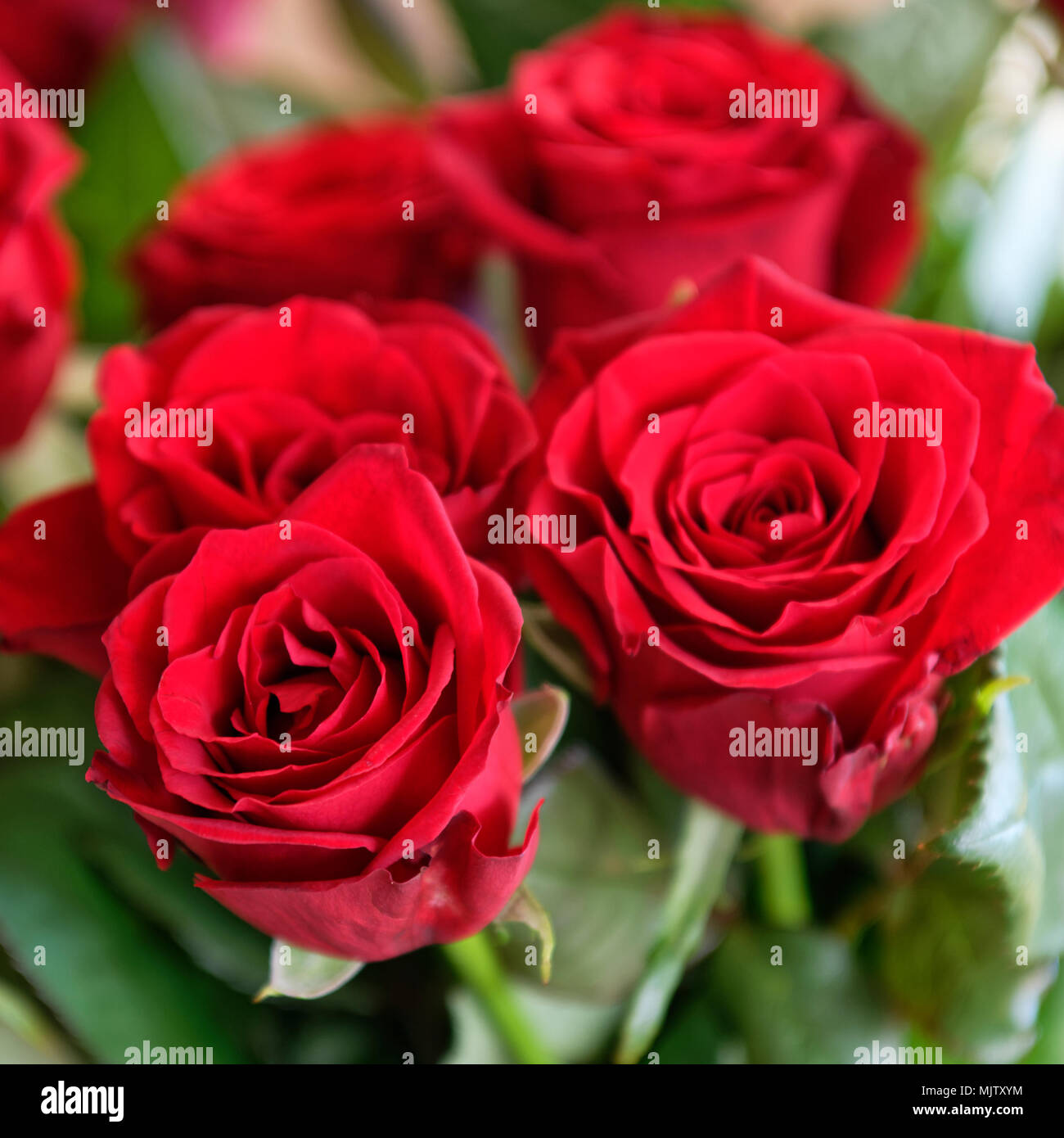 Group of floweers hi-res stock photography and images - Alamy