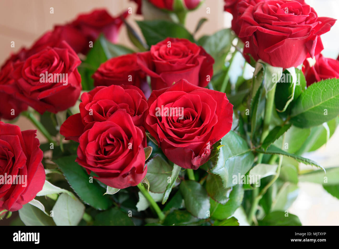 Group of floweers hi-res stock photography and images - Alamy