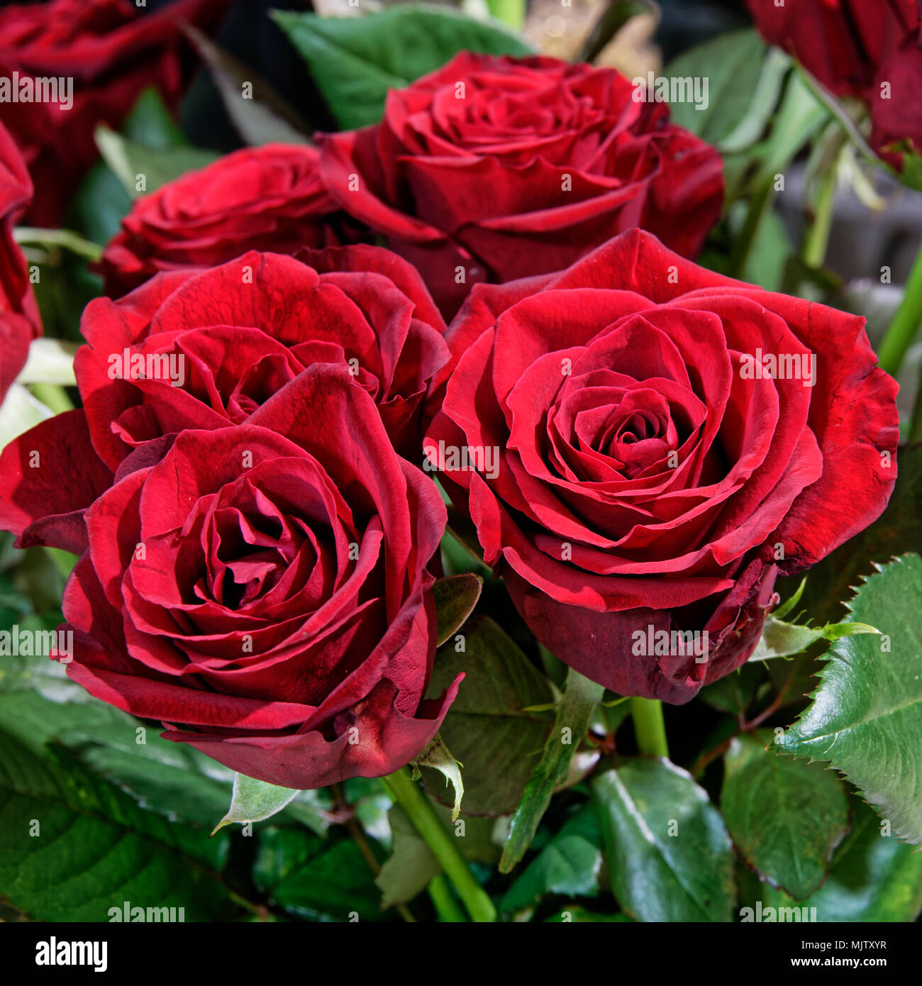 Group of floweers hi-res stock photography and images - Alamy