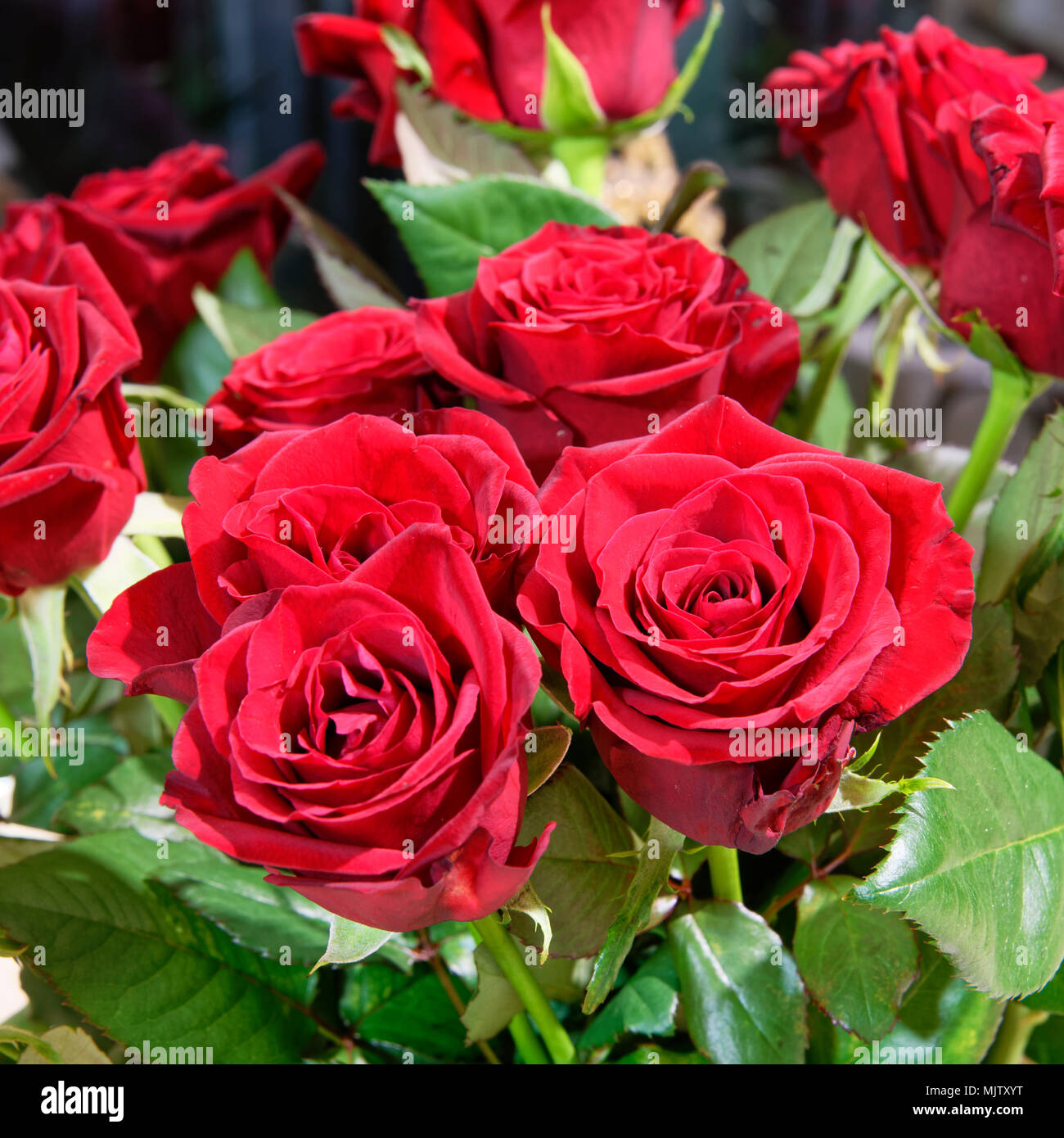 Group of floweers hi-res stock photography and images - Alamy