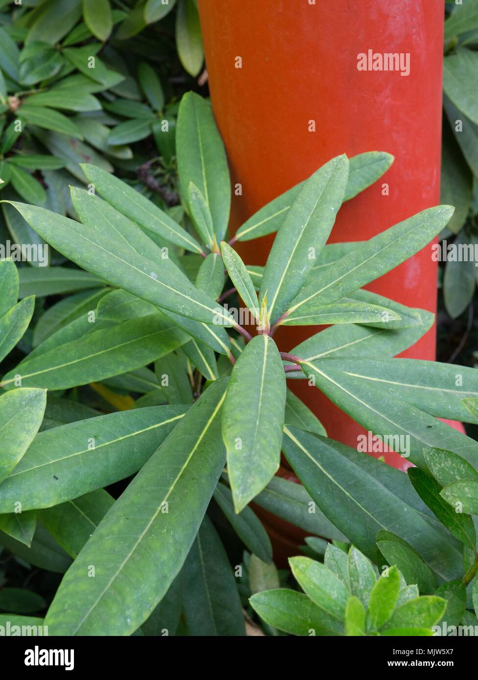 Green rhododendron hi-res stock photography and images - Alamy