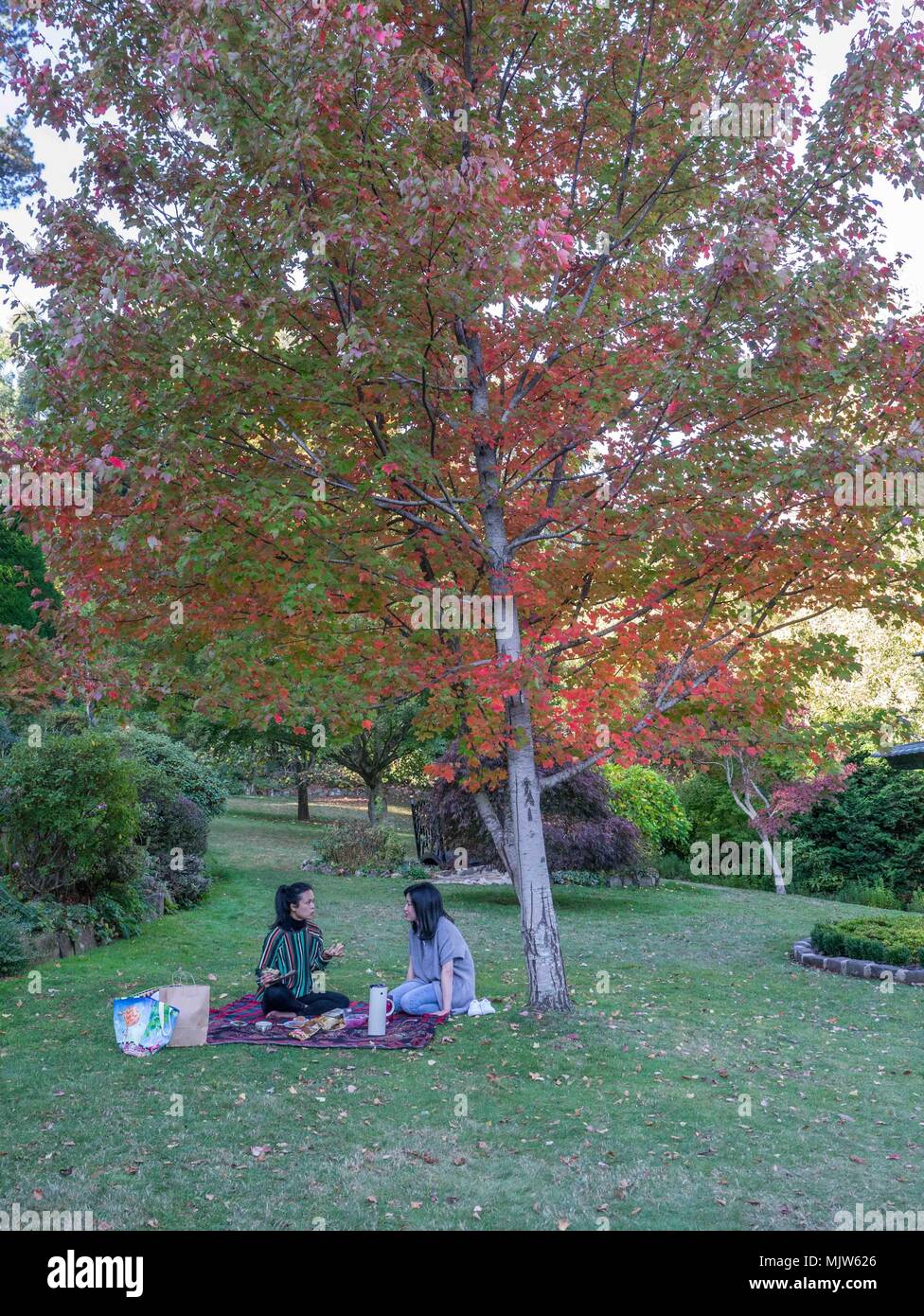 Picnic under tree hi-res stock photography and images - Alamy