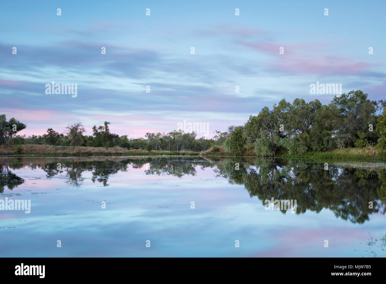 Wildflowers of queensland hi-res stock photography and images - Alamy