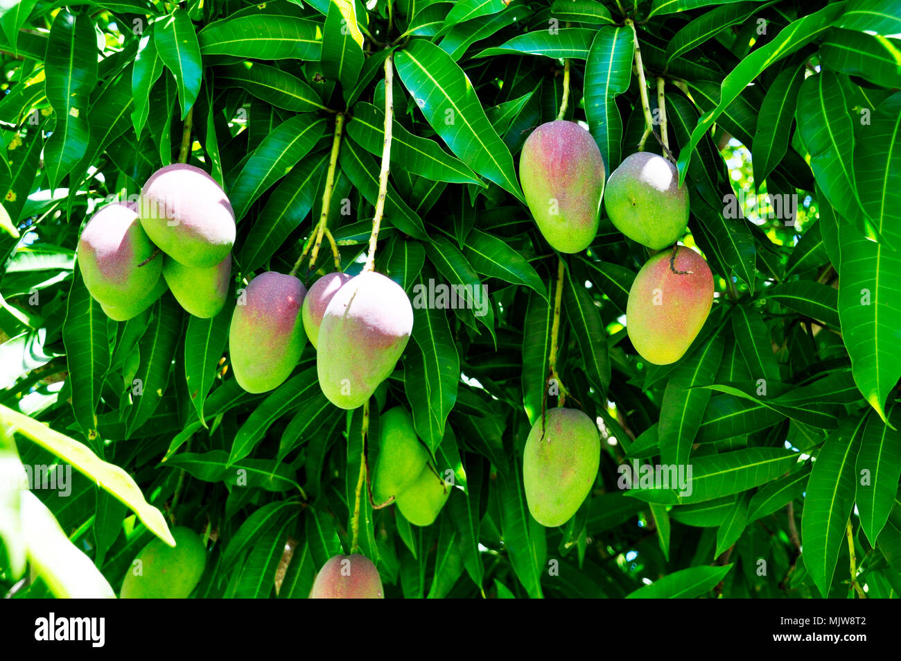 MANGOS HANGING FROM A TREE Stock Photo - Alamy