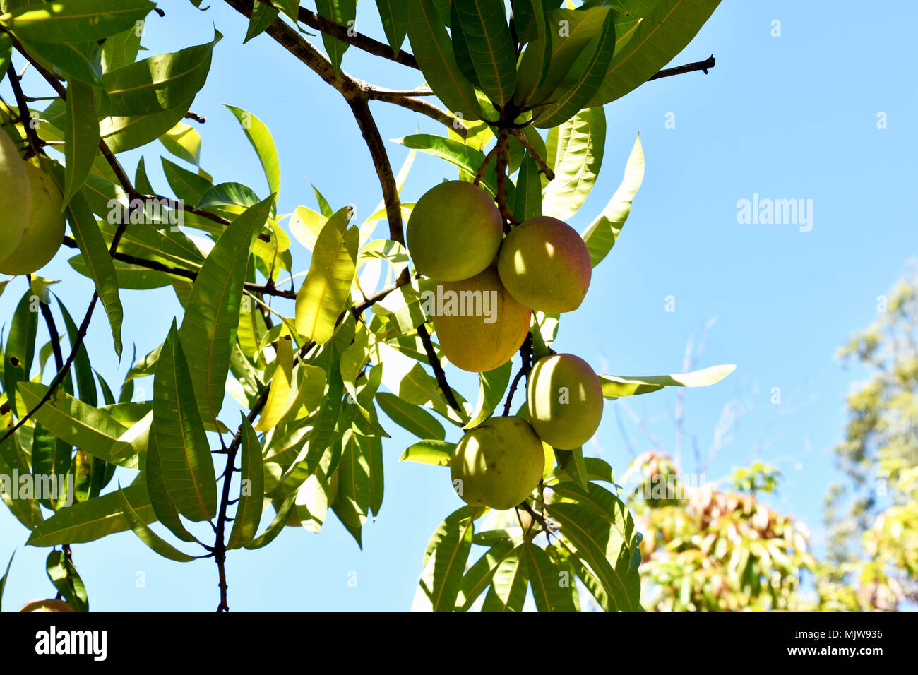 Mango hanging from tree hi-res stock photography and images - Alamy