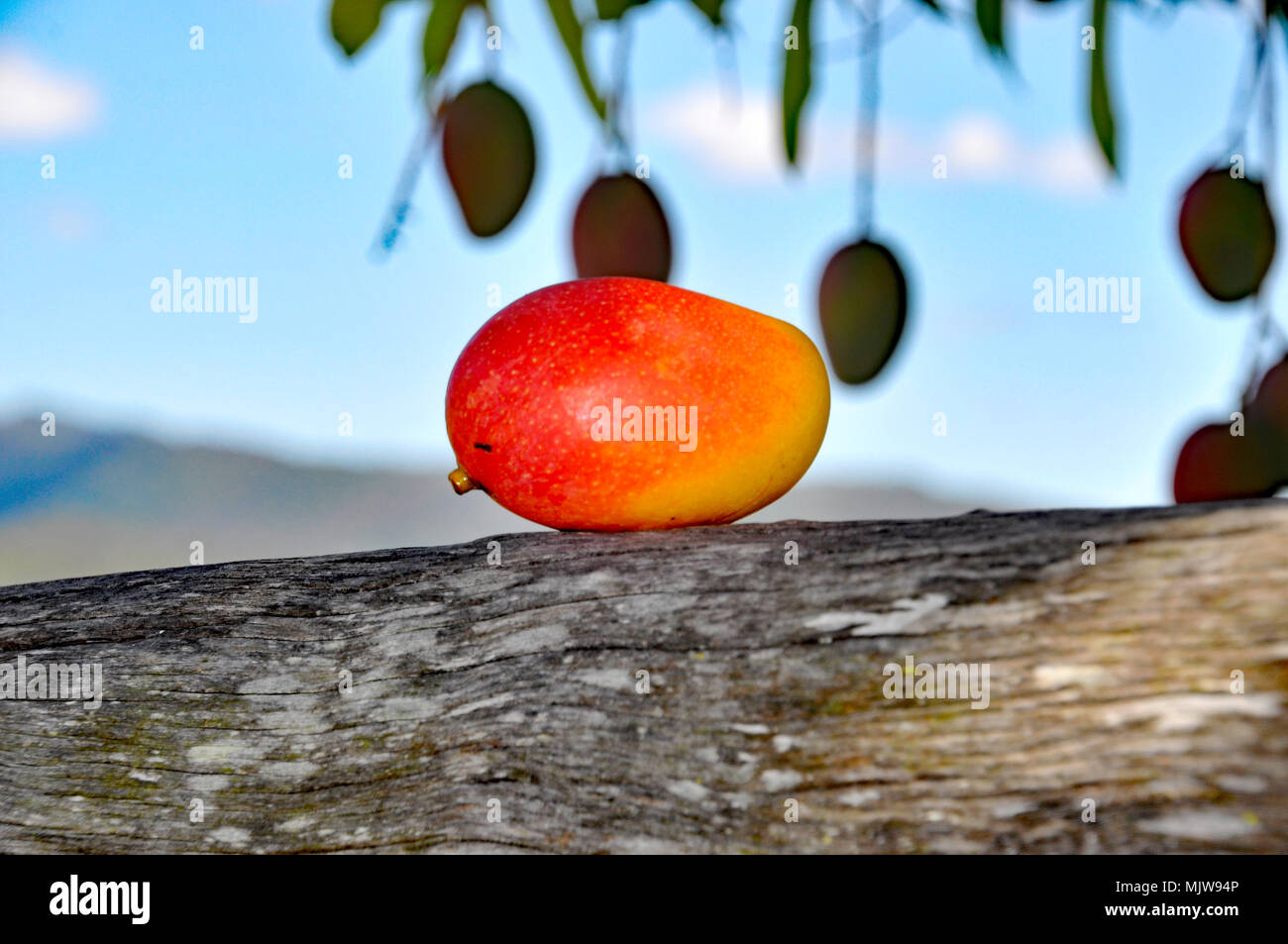 Mango hanging from tree hi-res stock photography and images - Alamy
