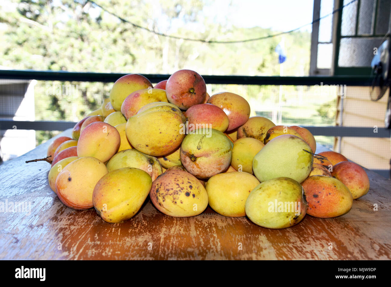 MANGOS PICKED AND READY TO EAT Stock Photo - Alamy
