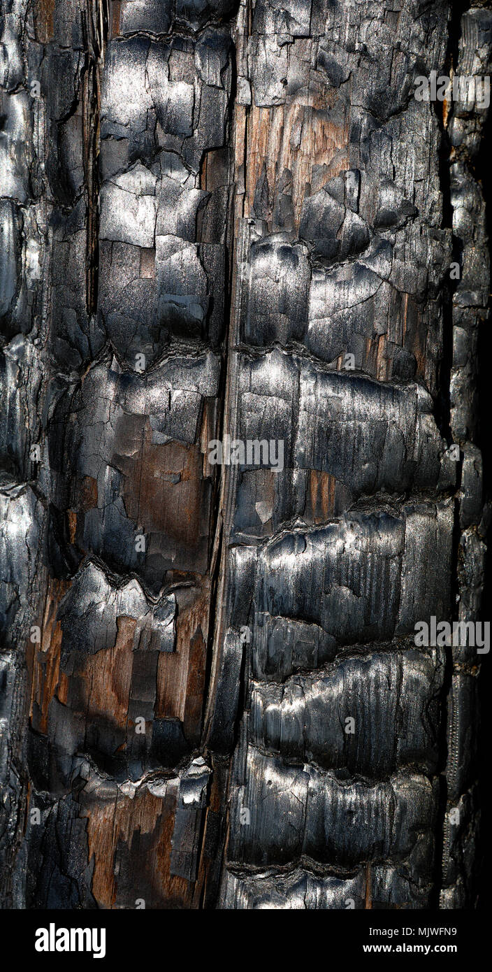 close up of sparkling surface of burnt tree. beautiful colorful texture ...