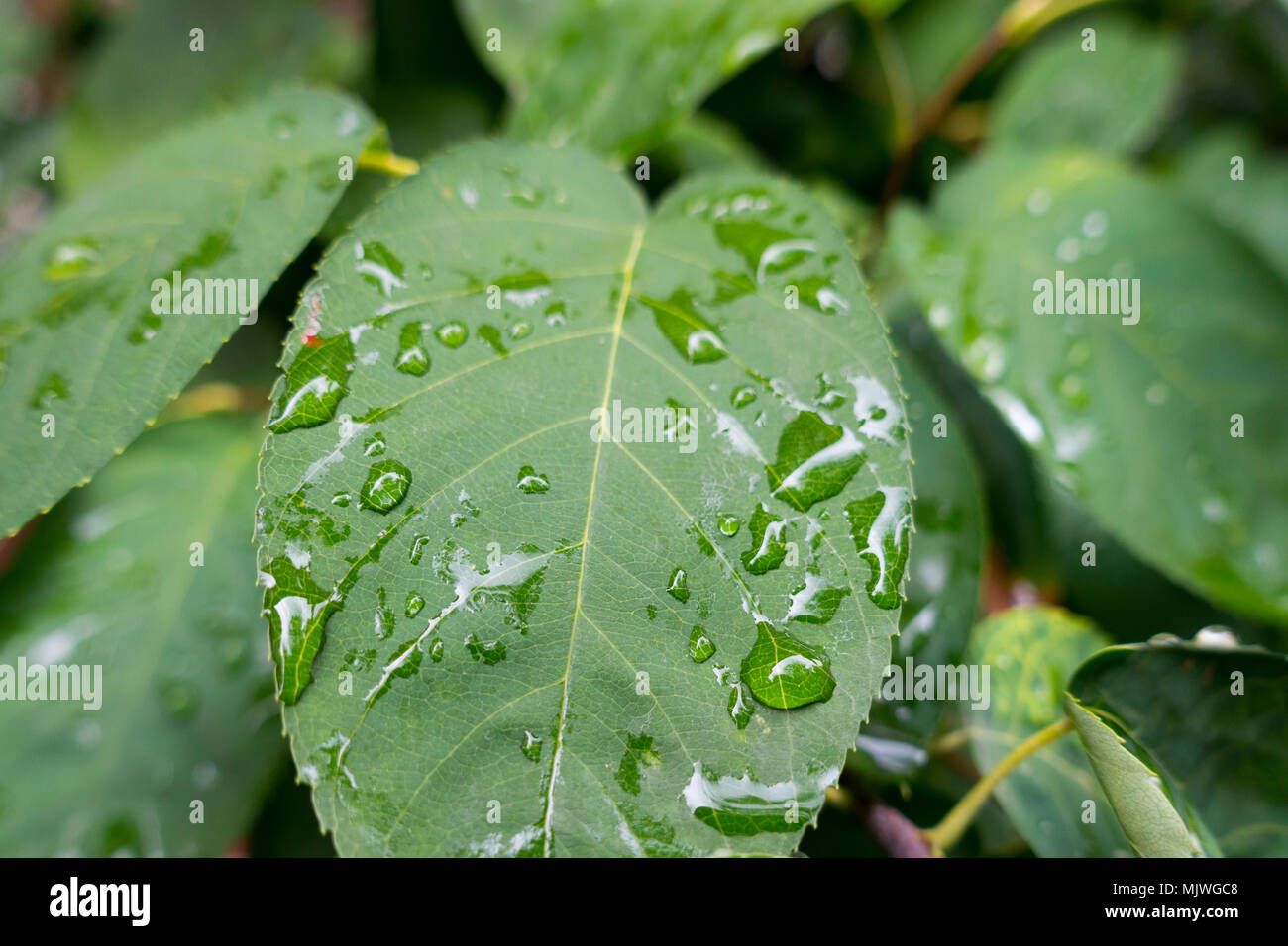 Shart hi-res stock photography and images - Alamy