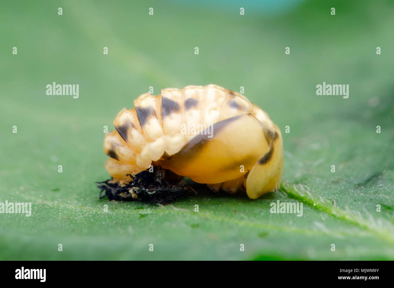 ladybug pupa life cycle Stock Photo - Alamy