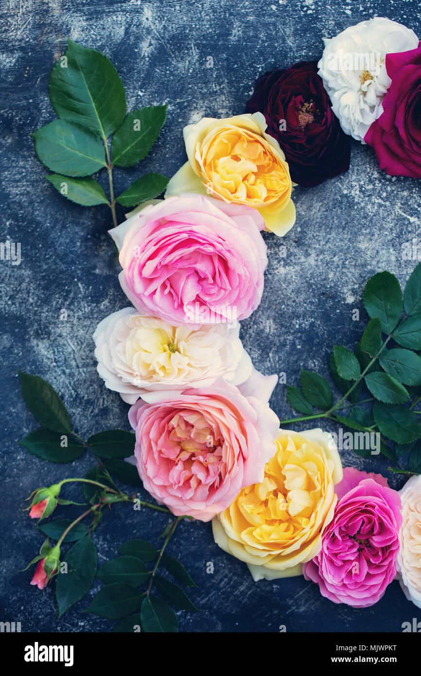 Vintage varieties of roses Stock Photo - Alamy