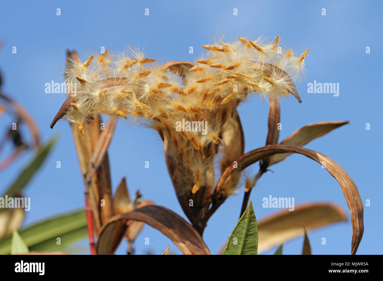 oleander seeds bursting from their pod in early springtime in Italy ...