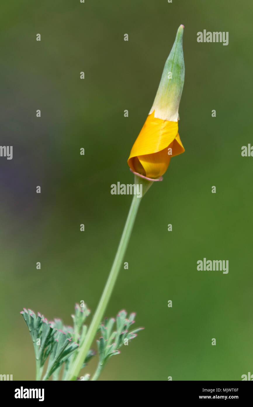 California Poppy Leaves High Resolution Stock Photography and Images ...