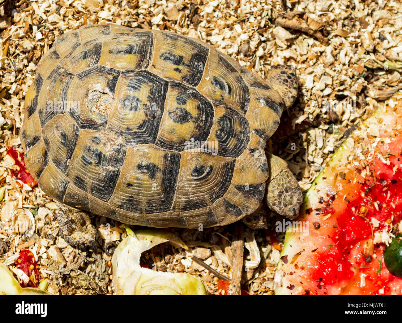 a tortoise in a terrarium eating watermelon Stock Photo - Alamy