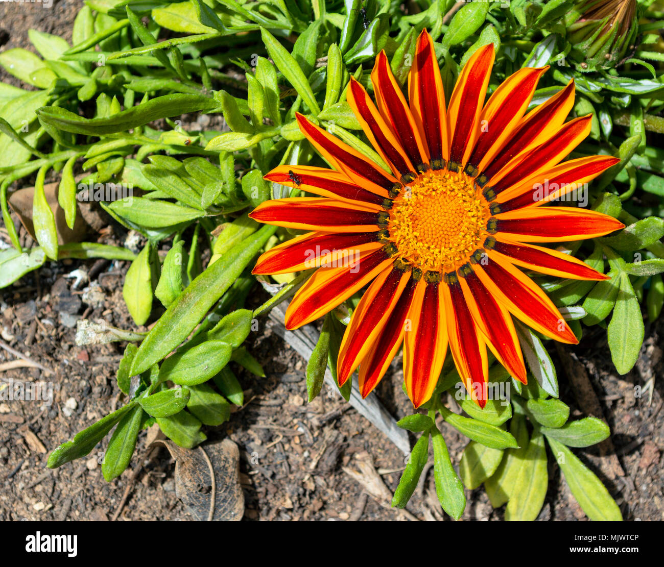 striking orange and red striped gazania flower with chlorosis Stock ...