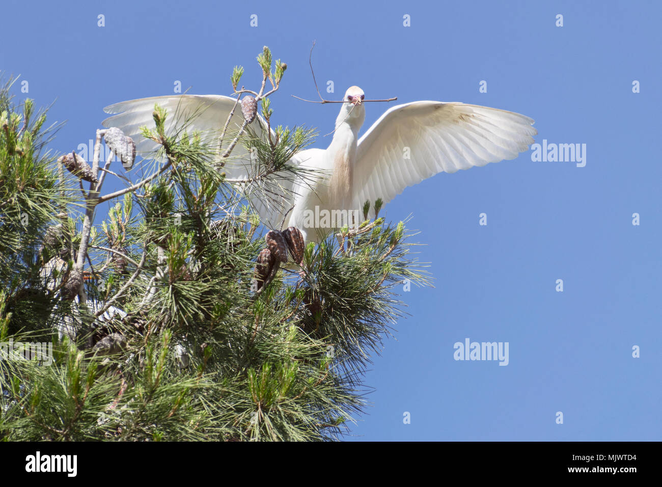 cattle egret carrying nesting material back to the nursery tree Stock ...