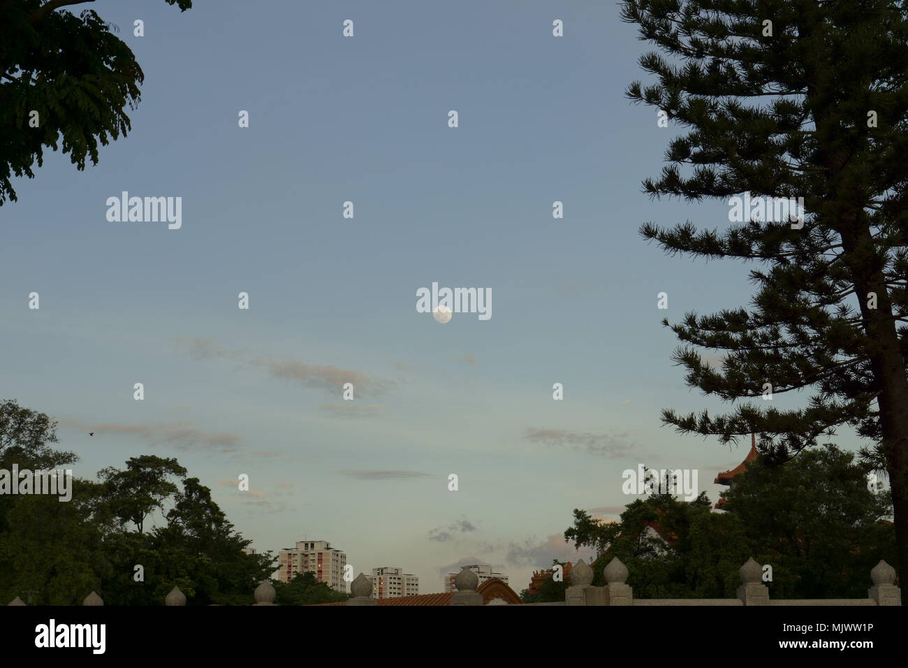 Clear sky during evening with moon and trees Stock Photo - Alamy