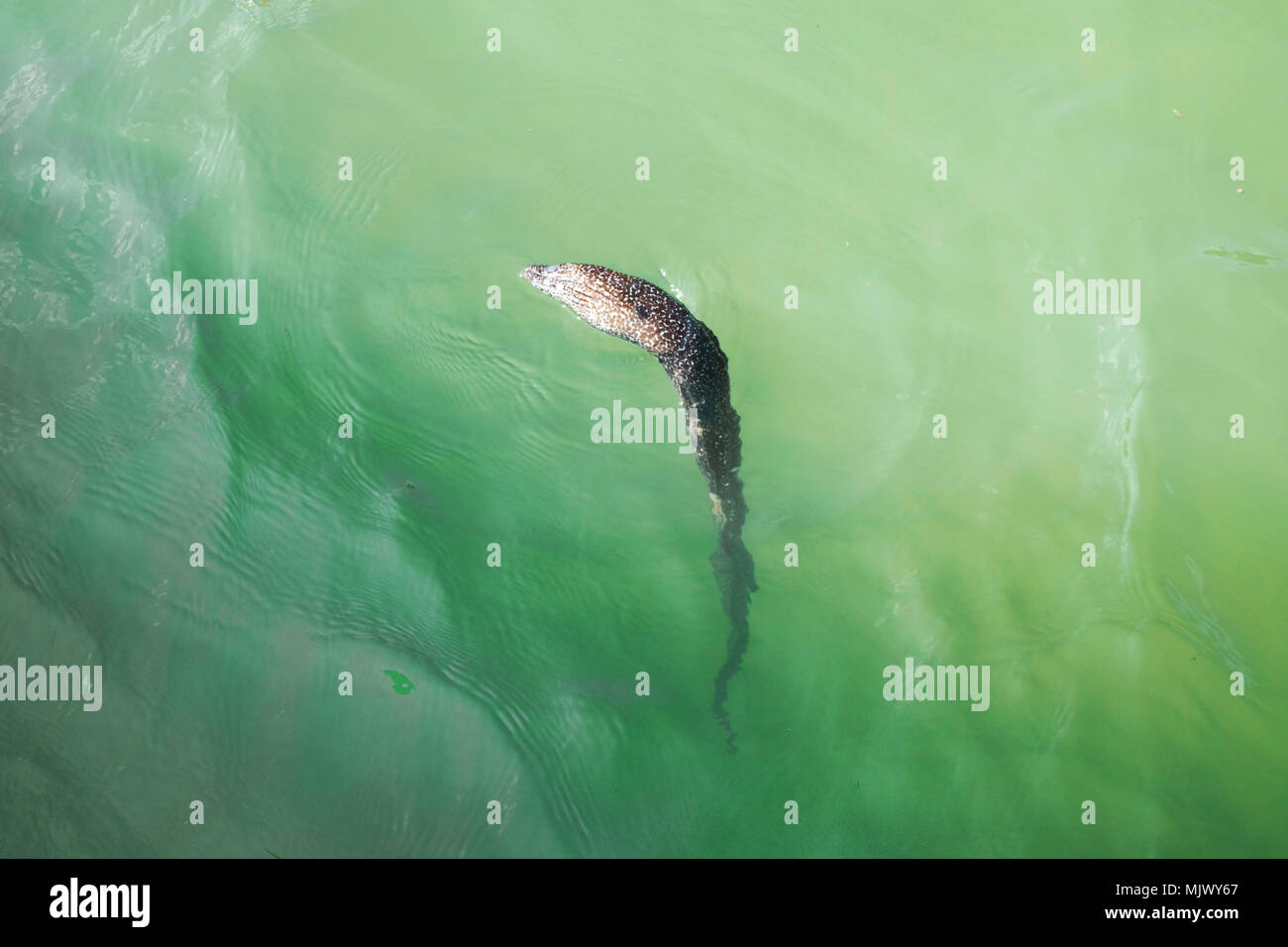 Dead eel floating at caribbean coast Stock Photo - Alamy