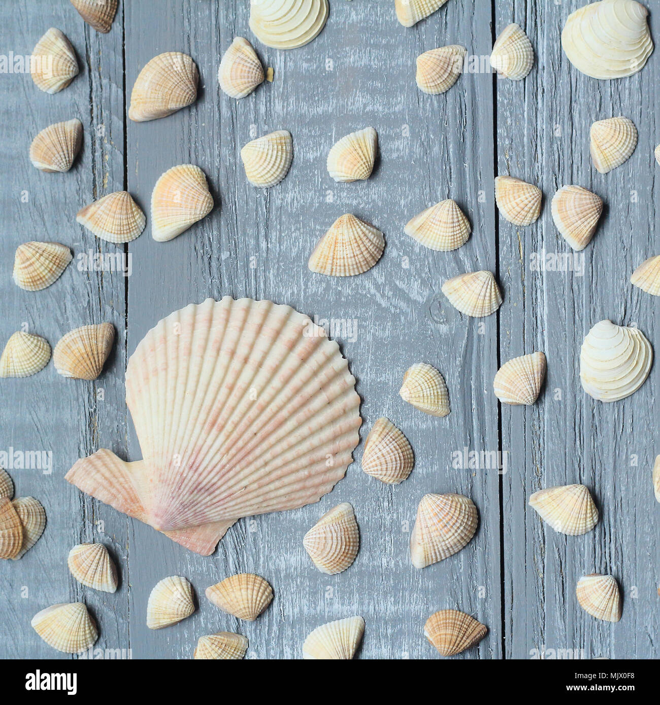 Beautiful Shells Wallpaper