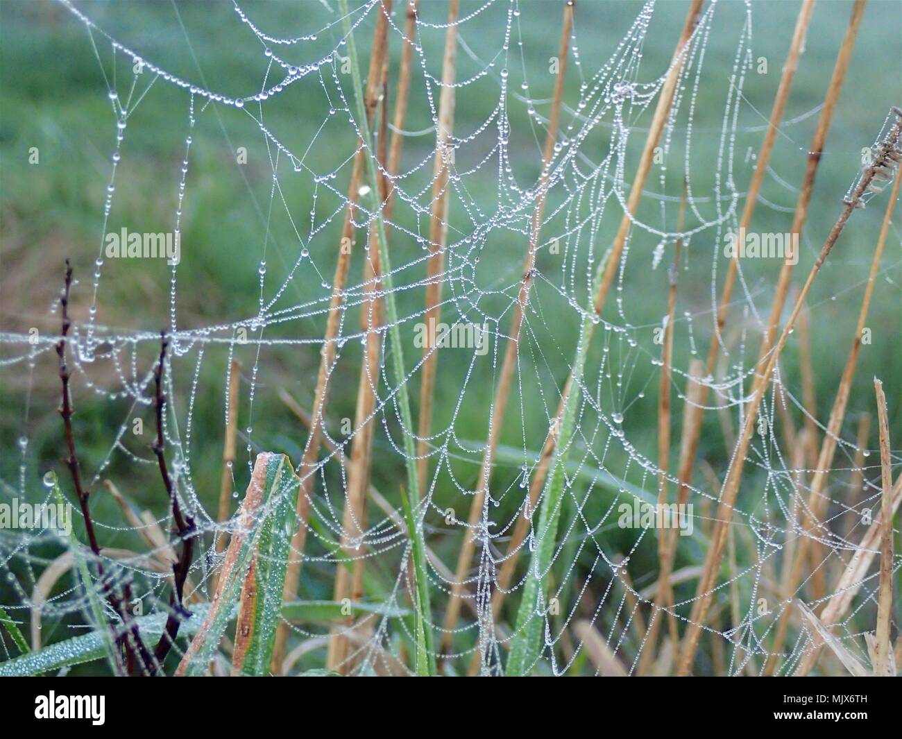 Dew drops spiders web hi-res stock photography and images - Alamy