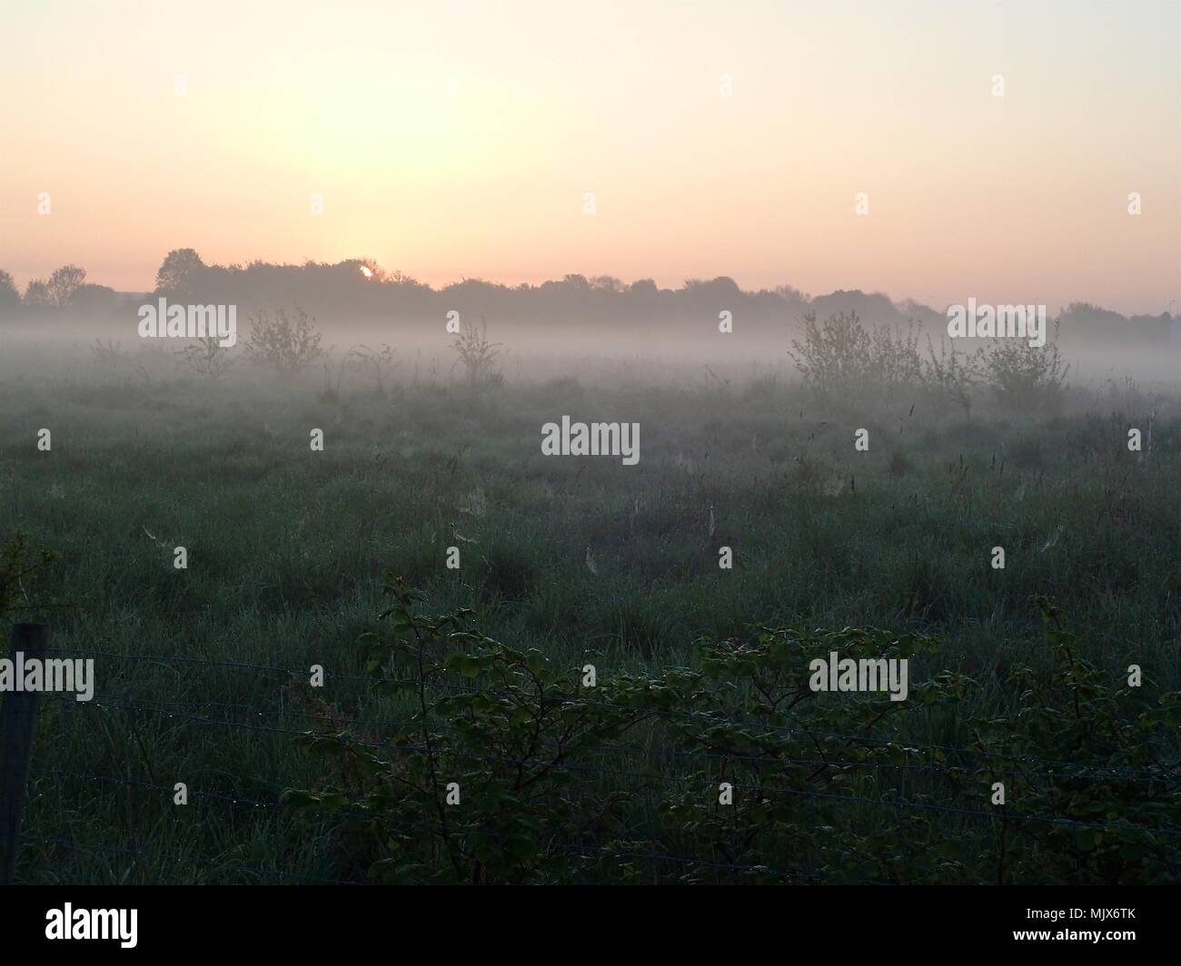 Sunrise through the trees hi-res stock photography and images - Alamy