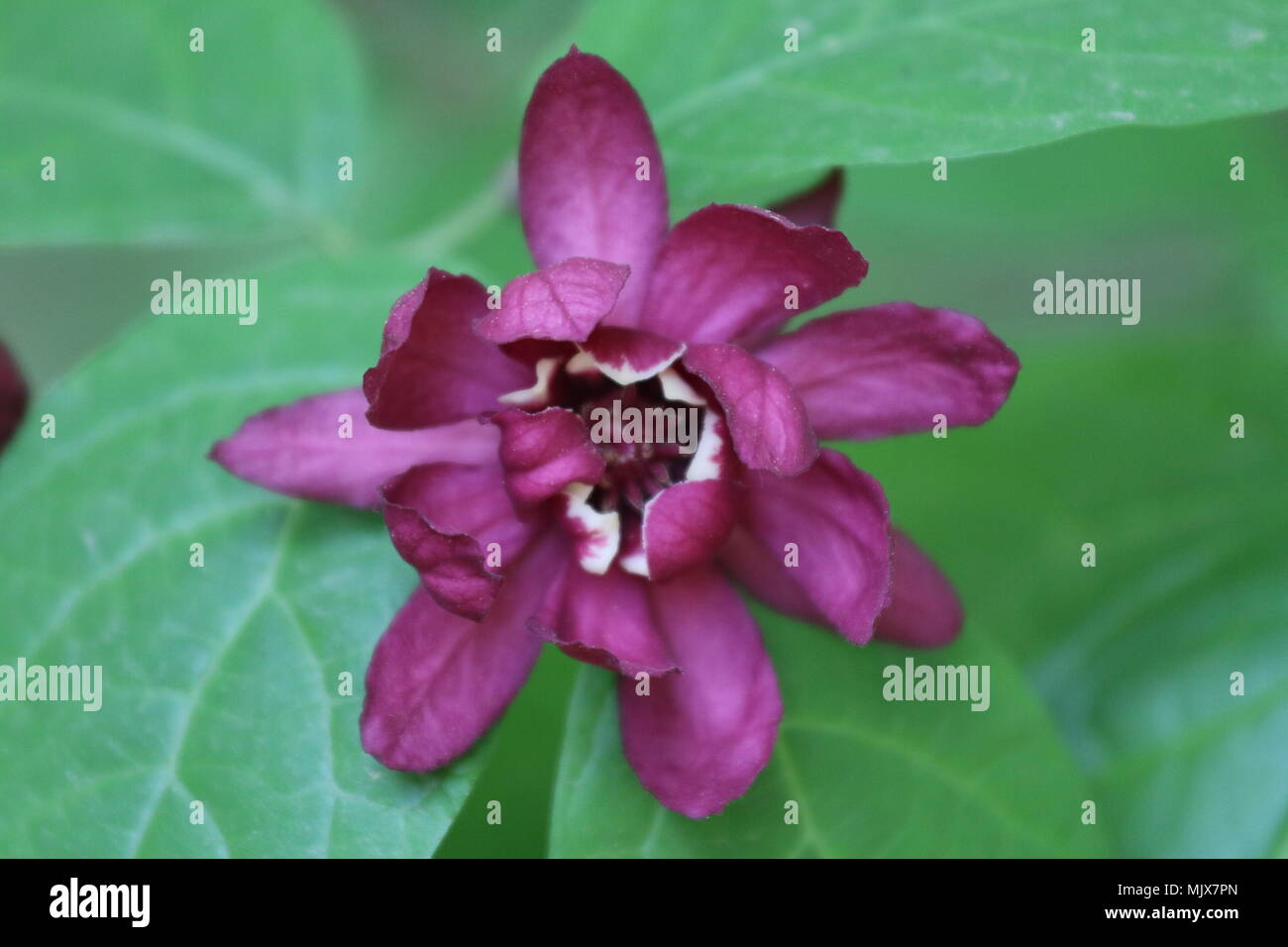 Beautiful purple tropical flowers Stock Photo - Alamy