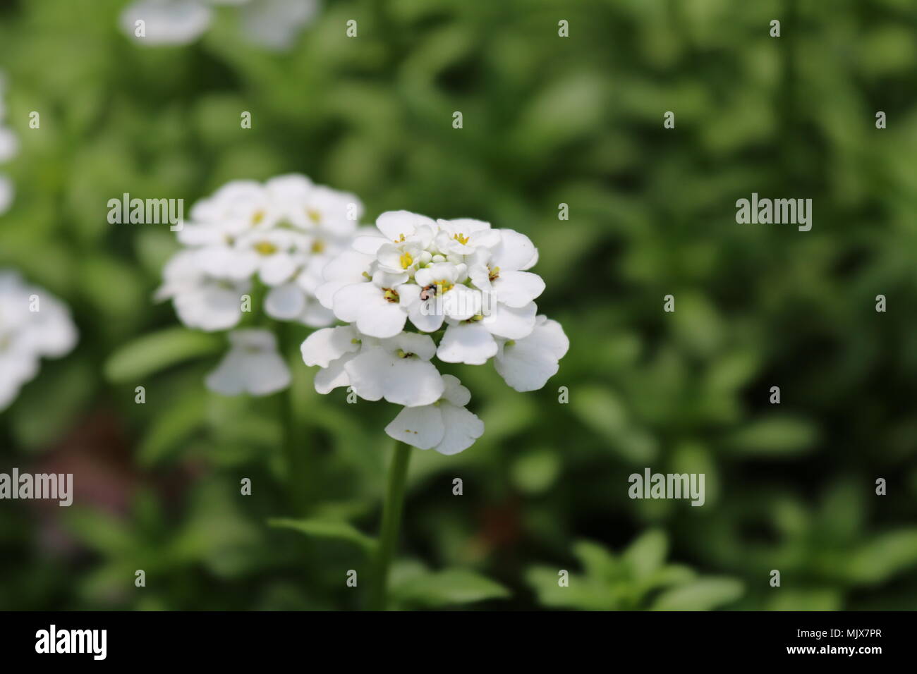 Beautiful white flowers Stock Photo - Alamy