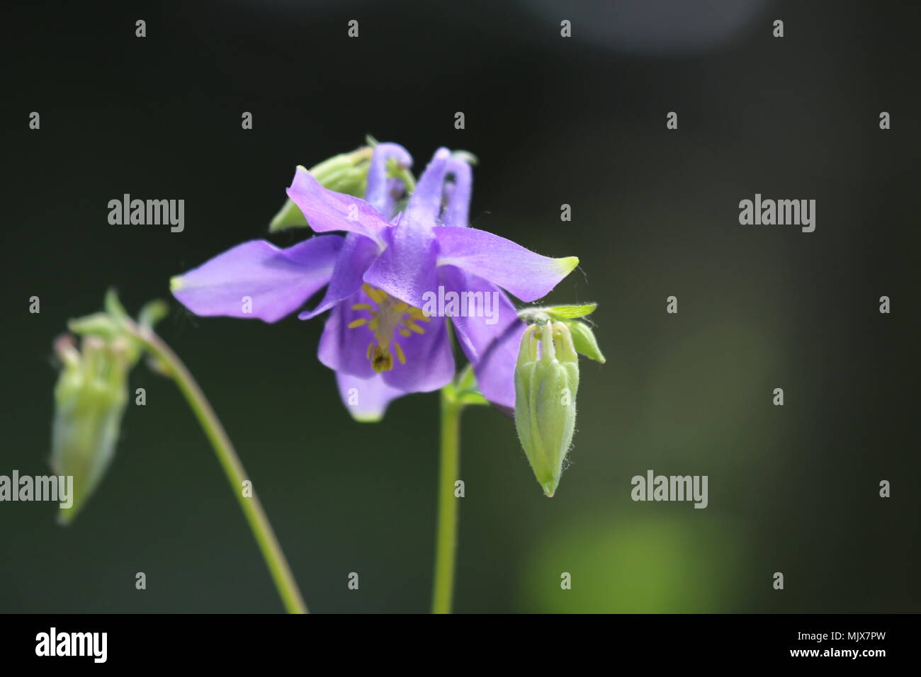Beautiful purple tropical flowers Stock Photo - Alamy