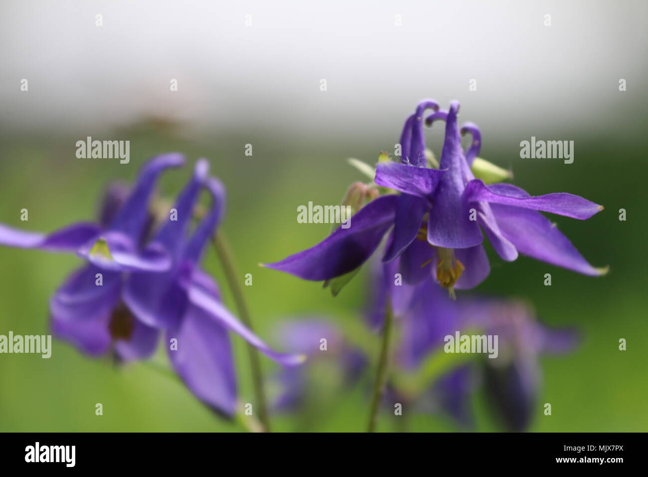 Spring tropical flowers hi-res stock photography and images - Alamy