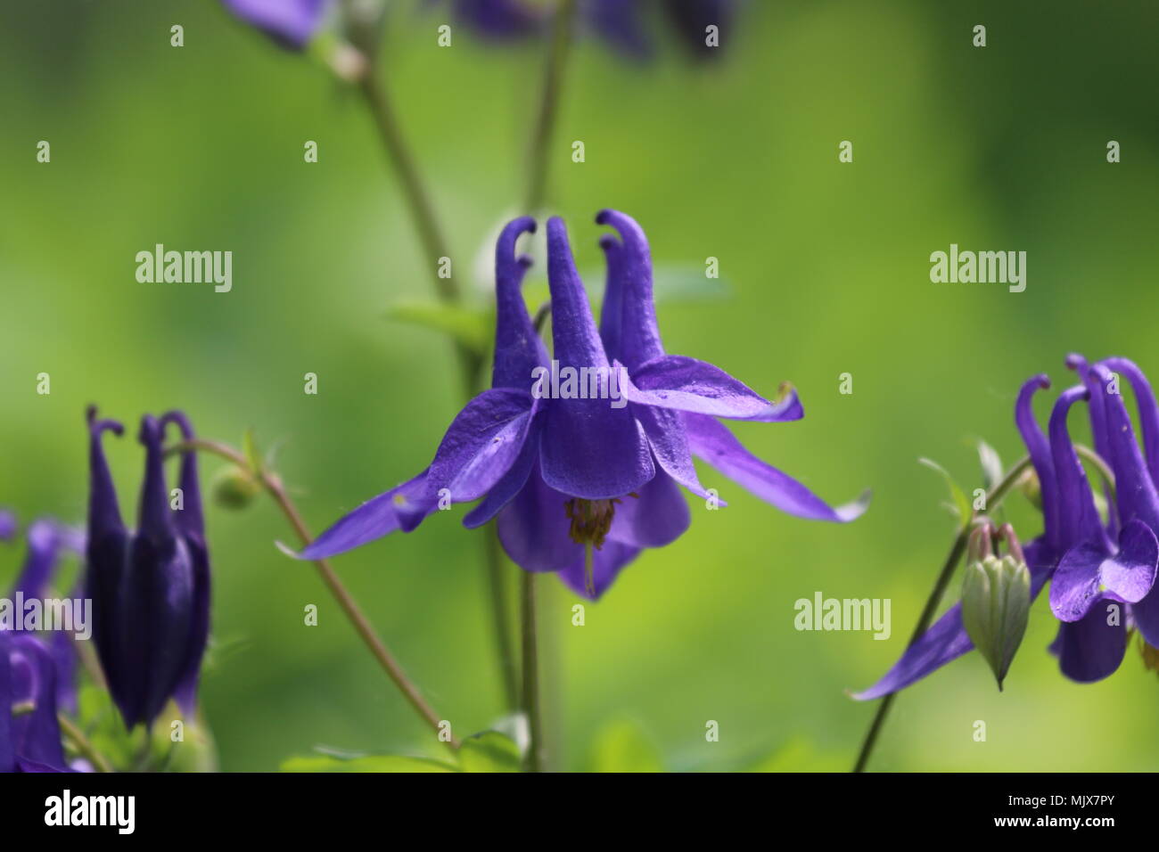 Beautiful purple tropical flowers Stock Photo - Alamy