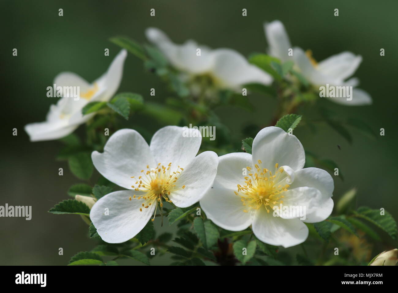 Beautiful white flowers Stock Photo - Alamy