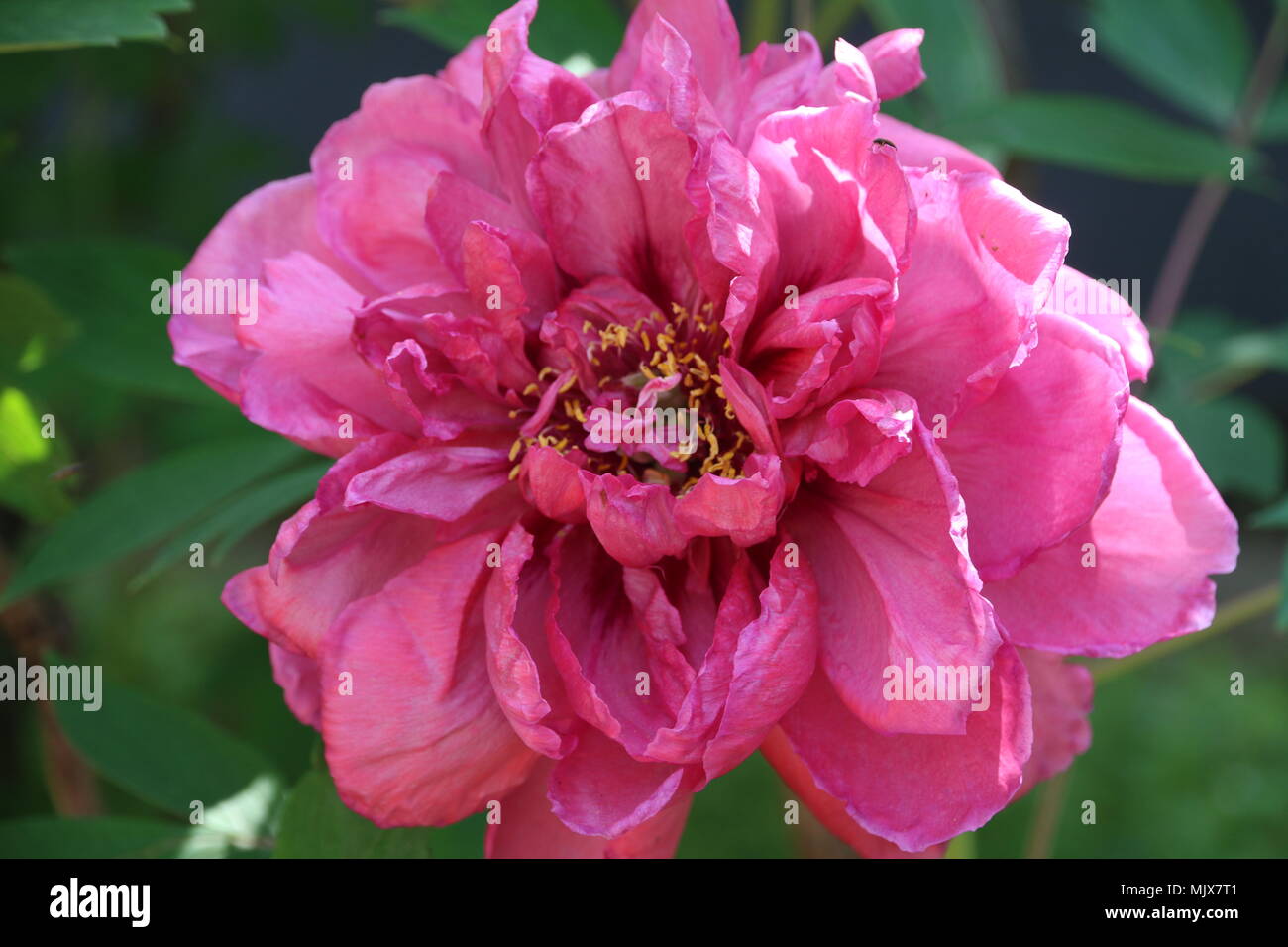 Purple plants hi-res stock photography and images - Alamy
