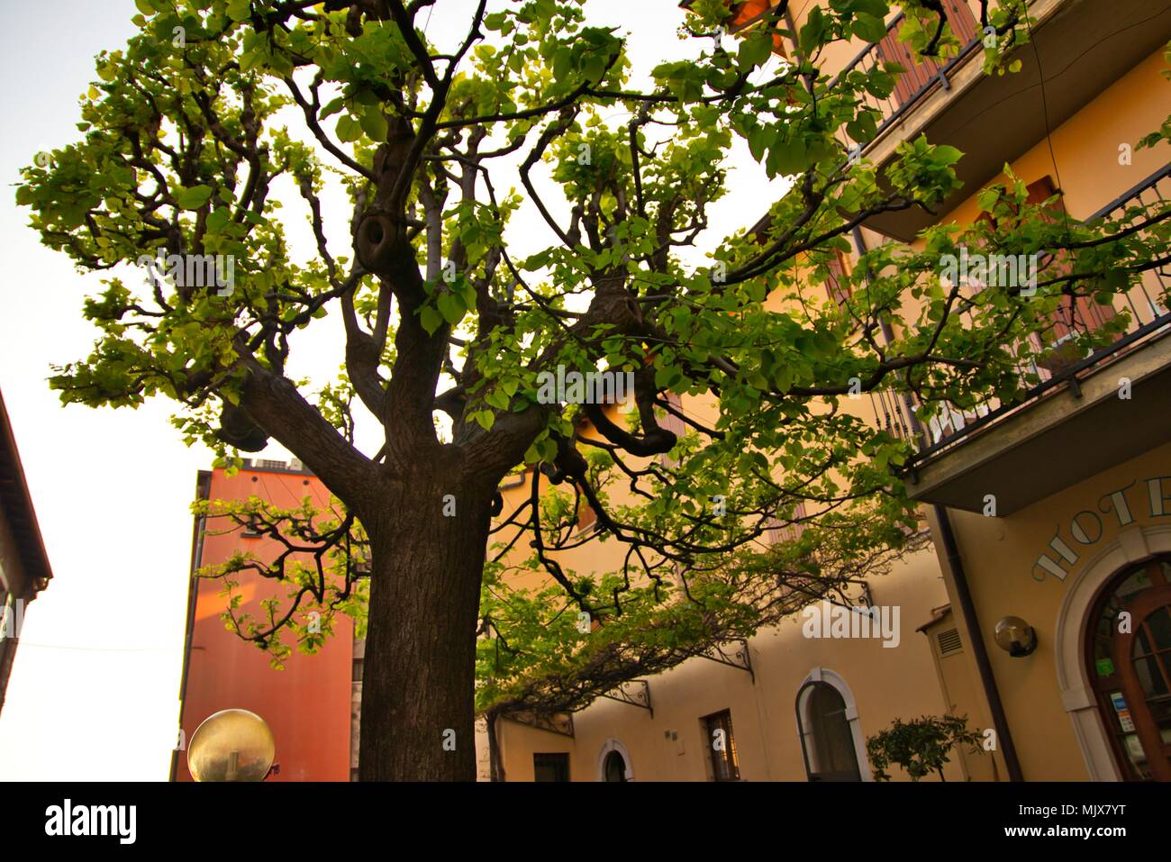 tree in front of a hotel Stock Photo - Alamy