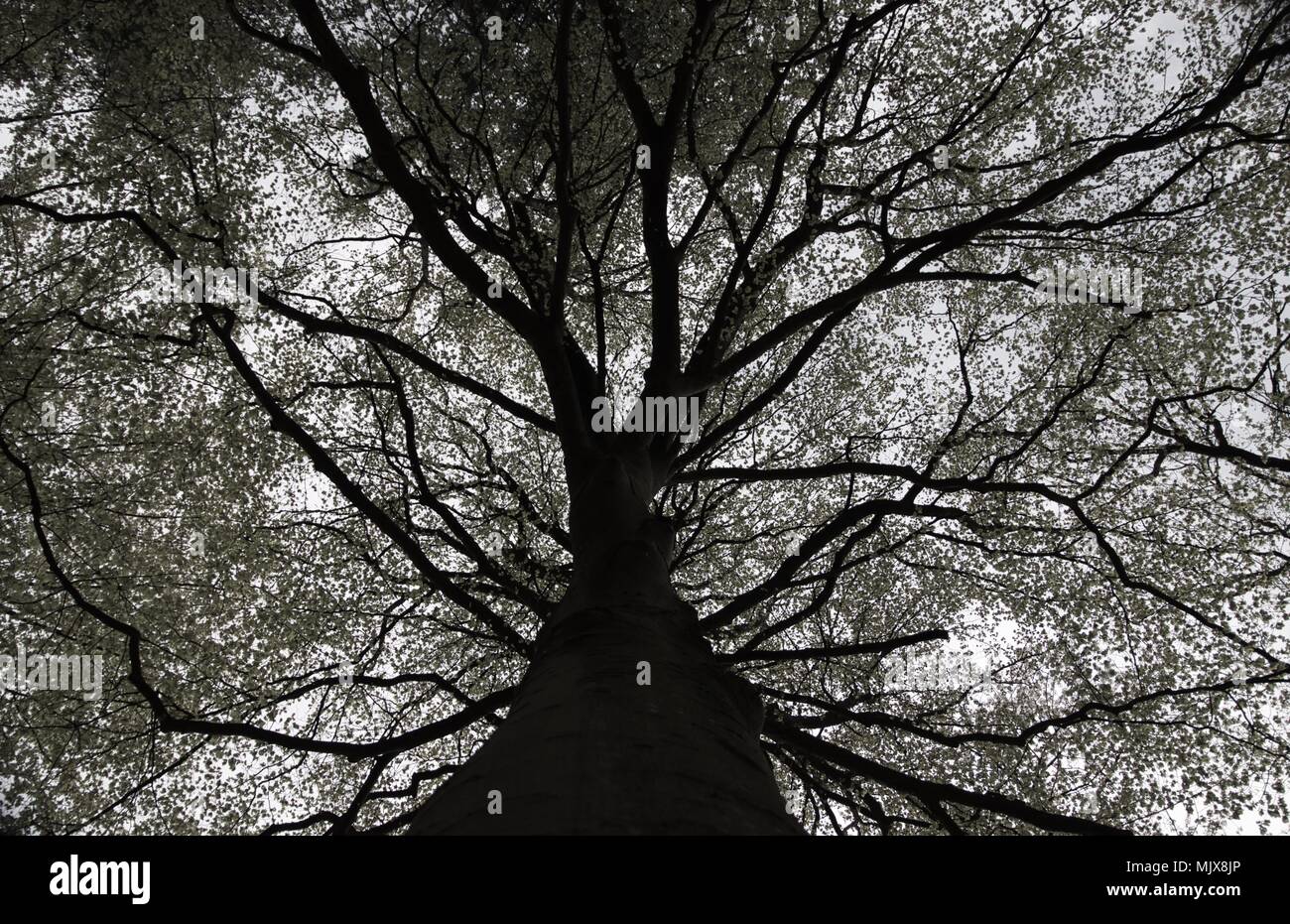 tree from the bottom Stock Photo - Alamy