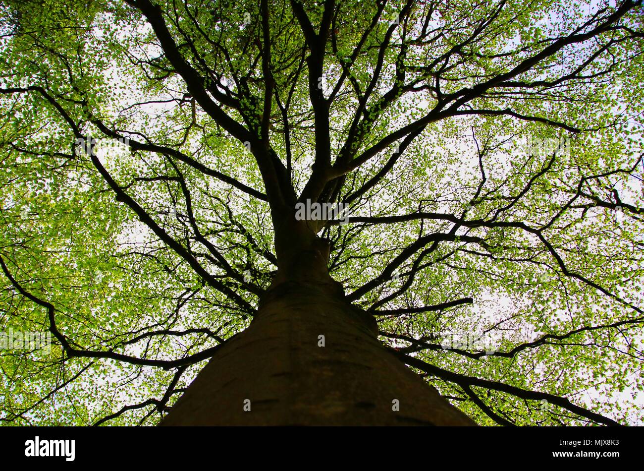 Tree from the bottom hi-res stock photography and images - Alamy
