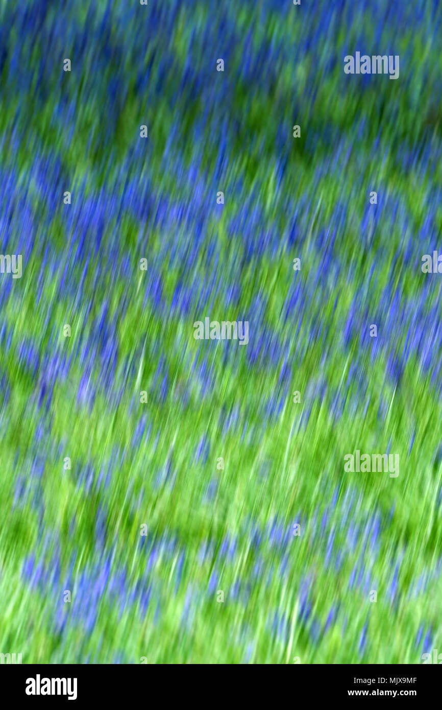 Bluebell woodland wallpaper hi-res stock photography and images - Alamy