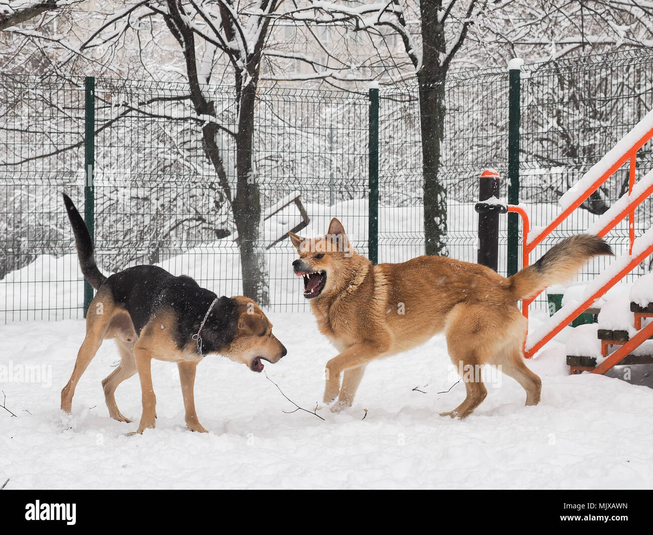 Big scary dogs are playing on the Playground Stock Photo - Alamy
