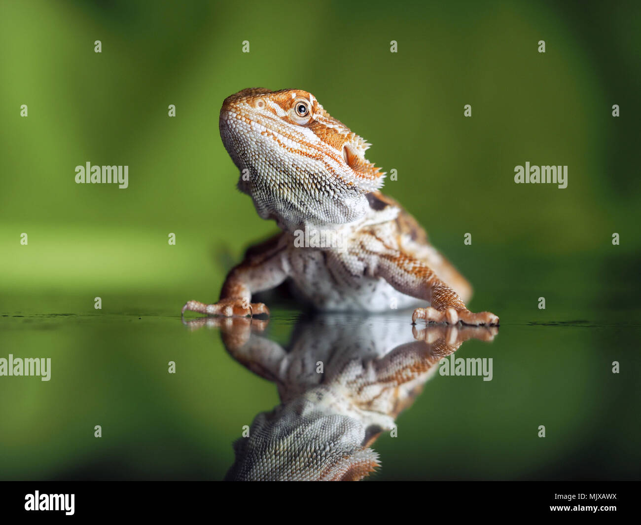 Bearded dragon pose hi-res stock photography and images - Alamy