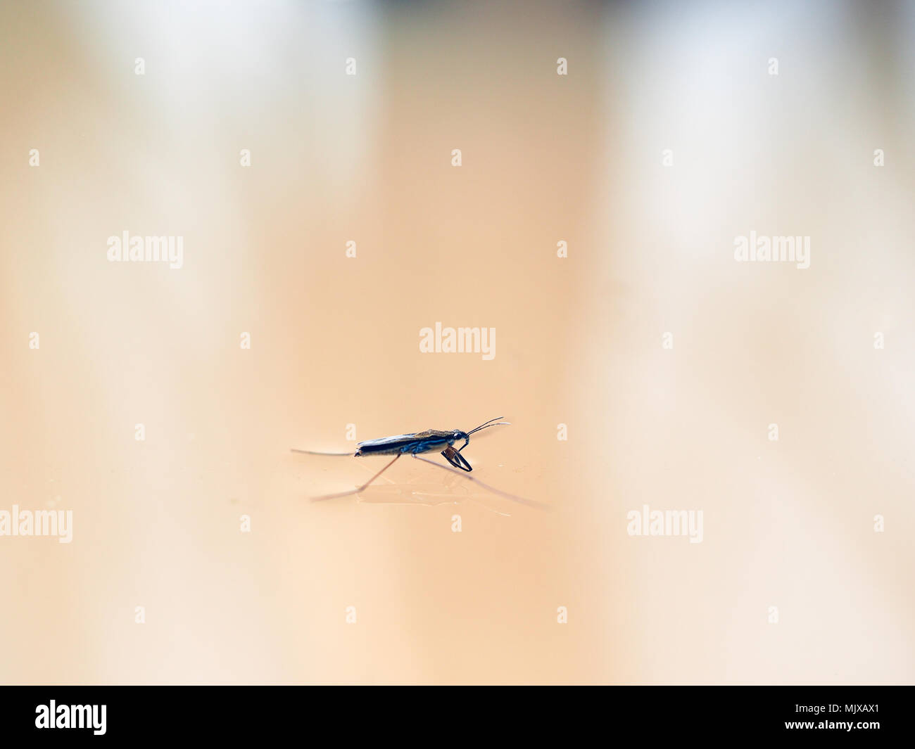 Gerridae insect on the water surface. Beautiful beige color Stock Photo ...