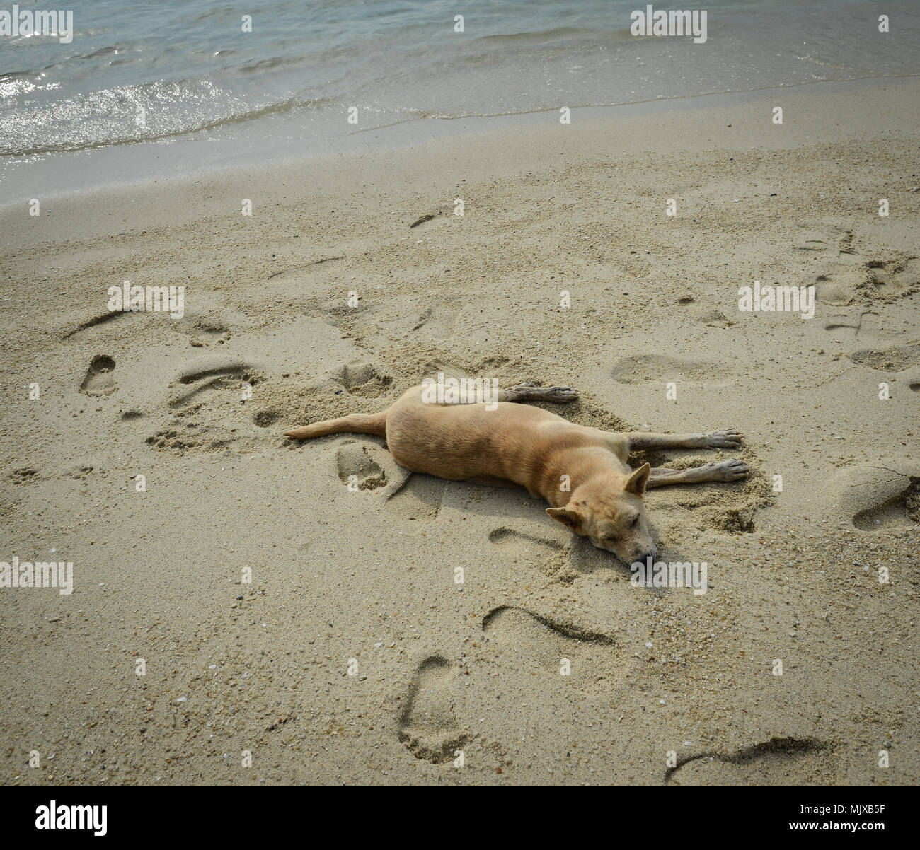 A lazy dog sleeping on beach in Phuket, Thailand Stock Photo - Alamy