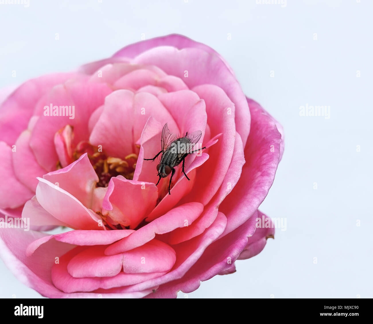 Pink Rose . Fly landed on petals. Close-up. Stock Image Stock Photo - Alamy