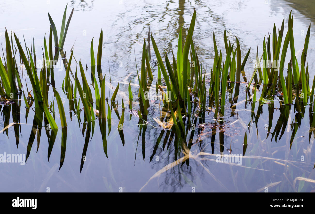 green grass in the pond. nature, purity, background Stock Photo - Alamy