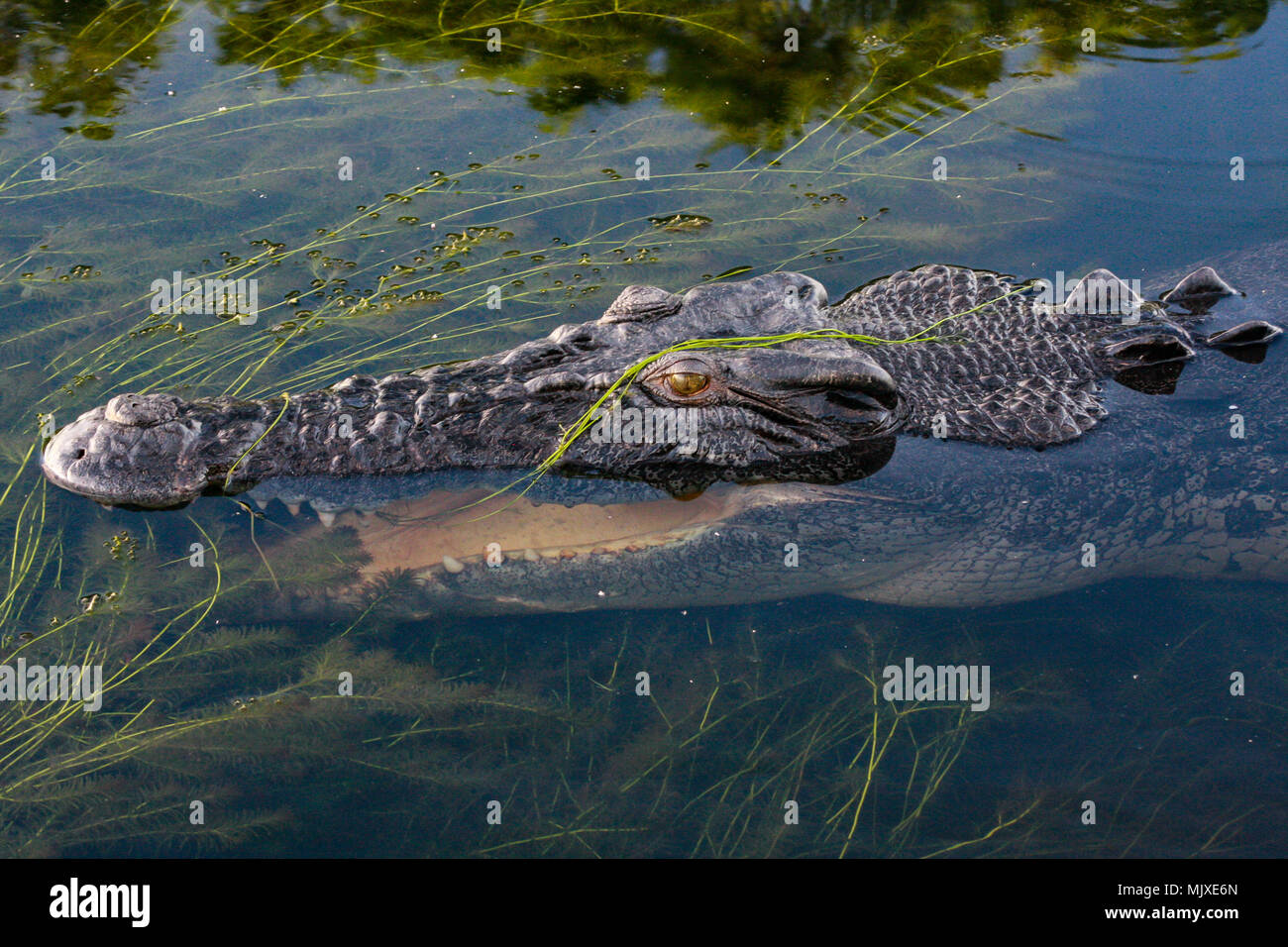 Australian swamp underwater hi-res stock photography and images - Alamy