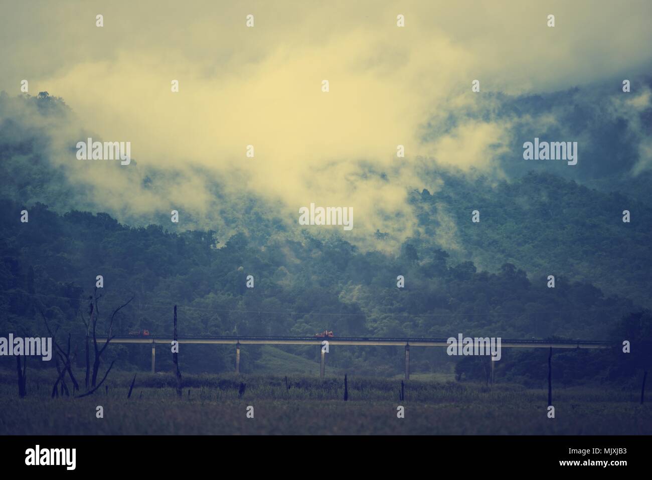 vintage light filter image of tropical nature forest Stock Photo - Alamy