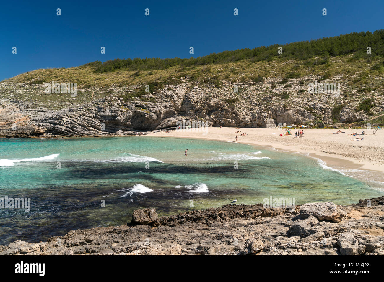 Strand und Bucht der Cala Torta bei Arta, Mallorca, Balearen, Spanien ...
